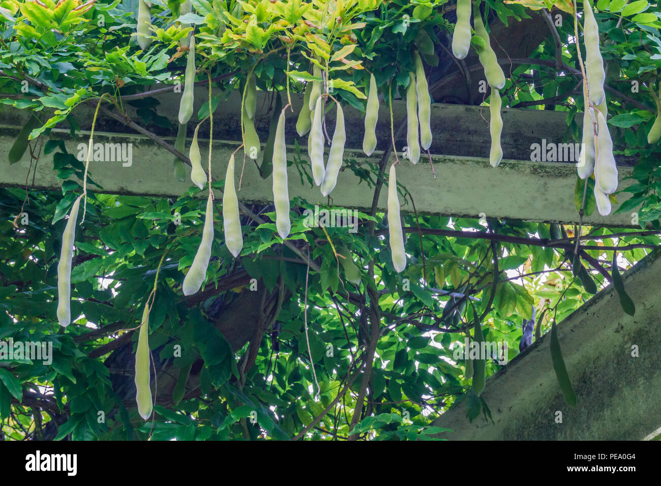 beans hanging on a bean plant on the roof they are edible vegetables ...