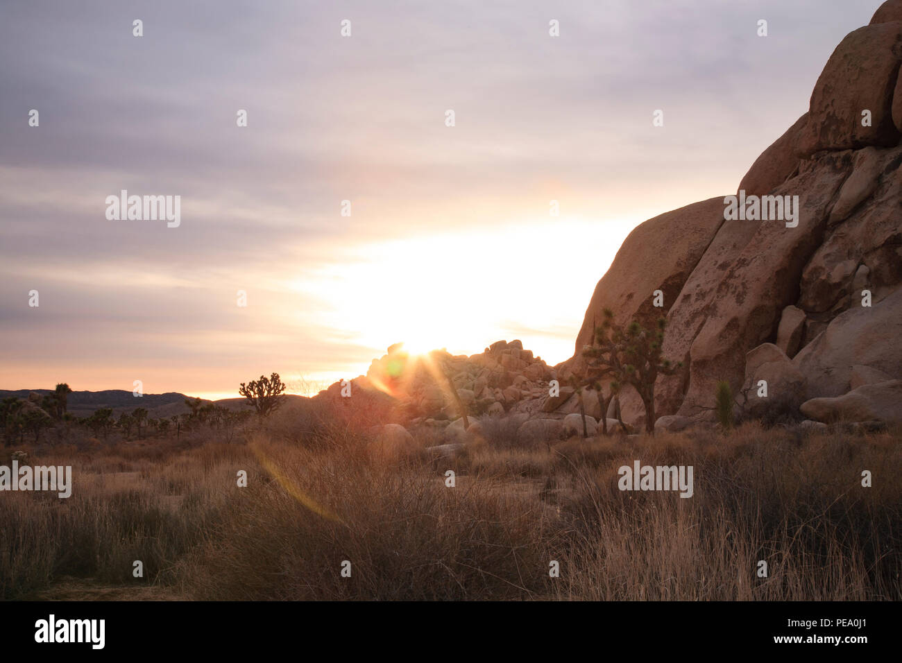 sunset at joshua tree Stock Photo - Alamy
