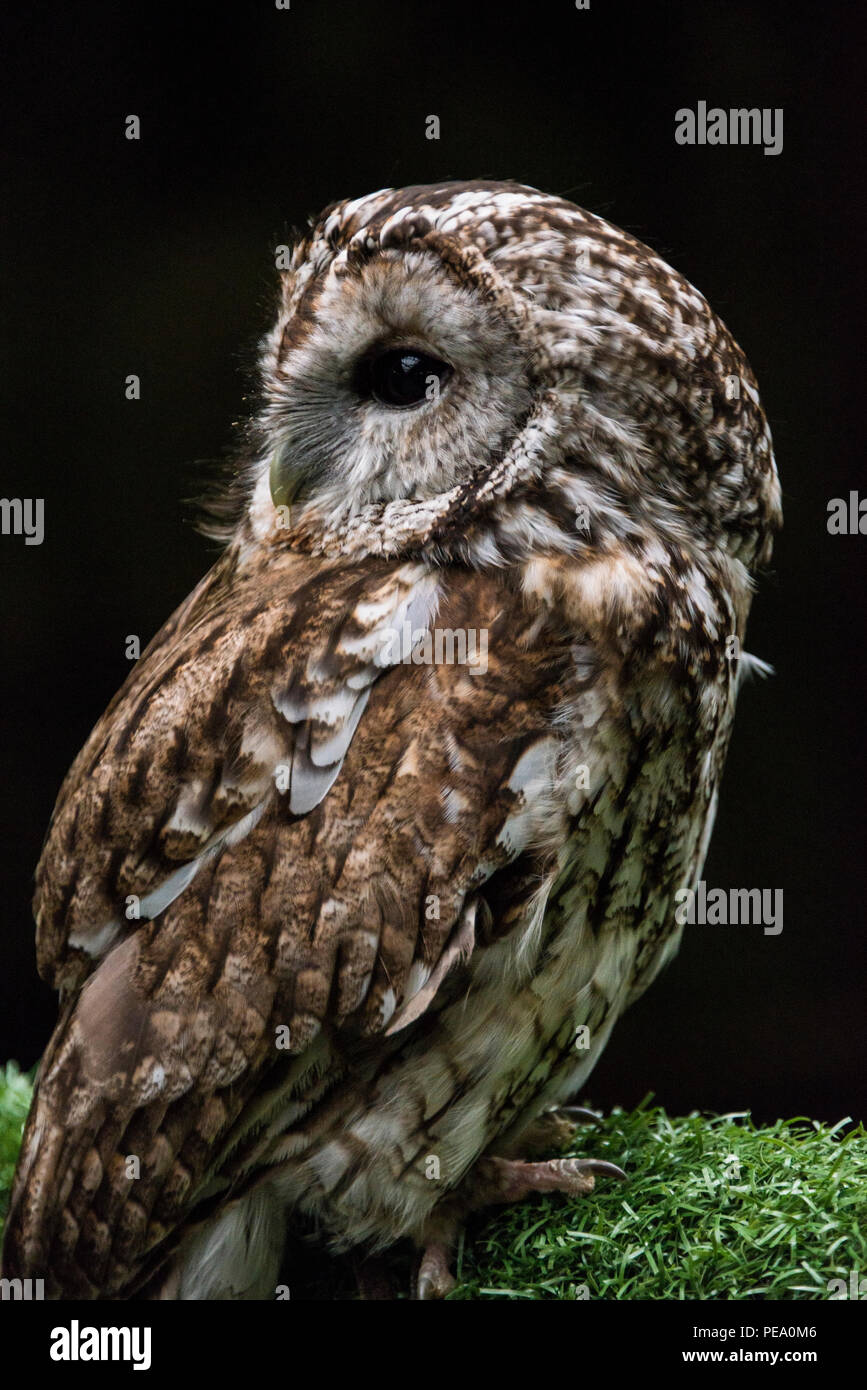 A tawny owl (Strix aluco) at The Scottish Owl Centre Stock Photo - Alamy