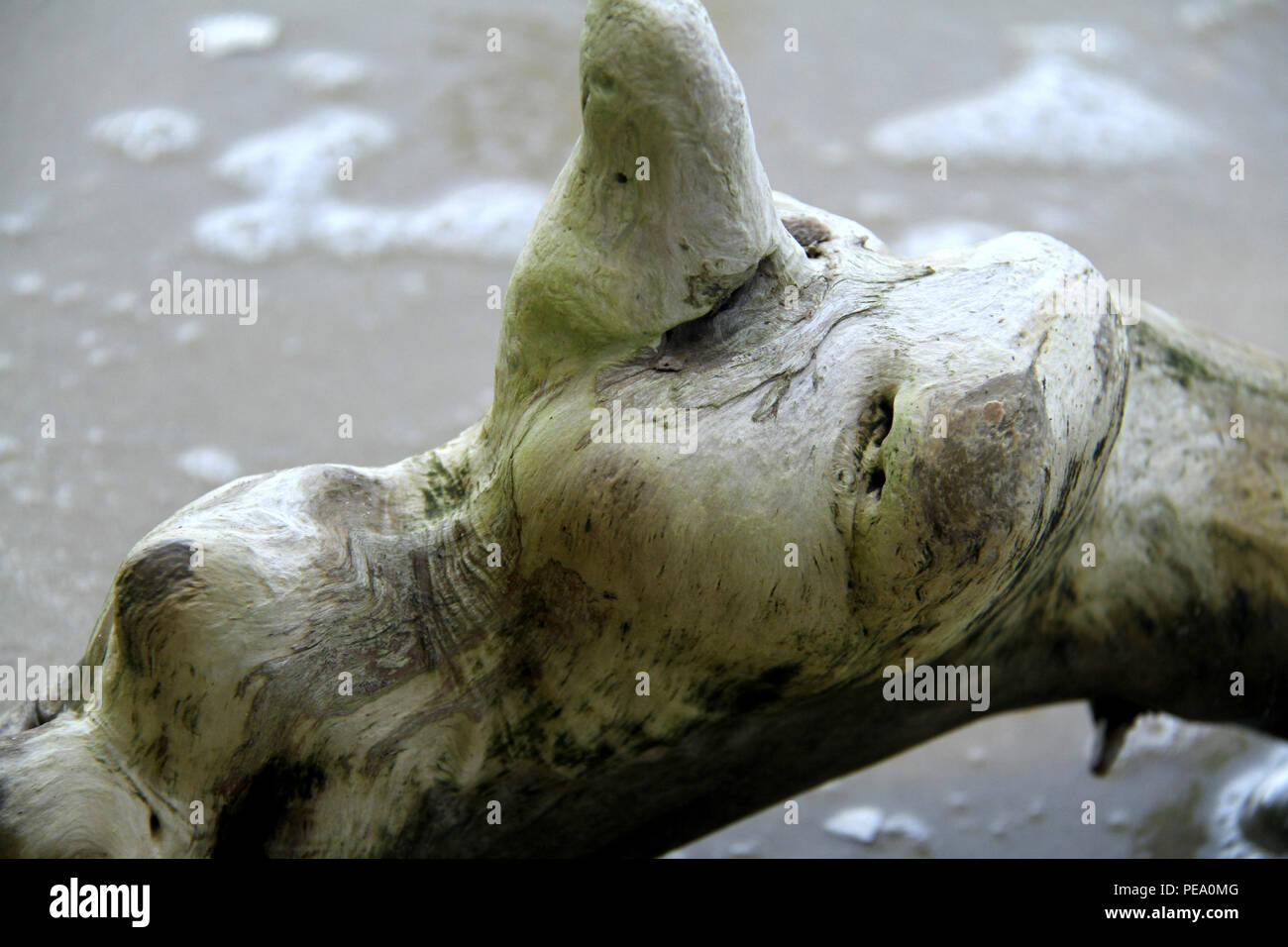 Bald cypress' knee naturally sculpted with a human-like appearance ...