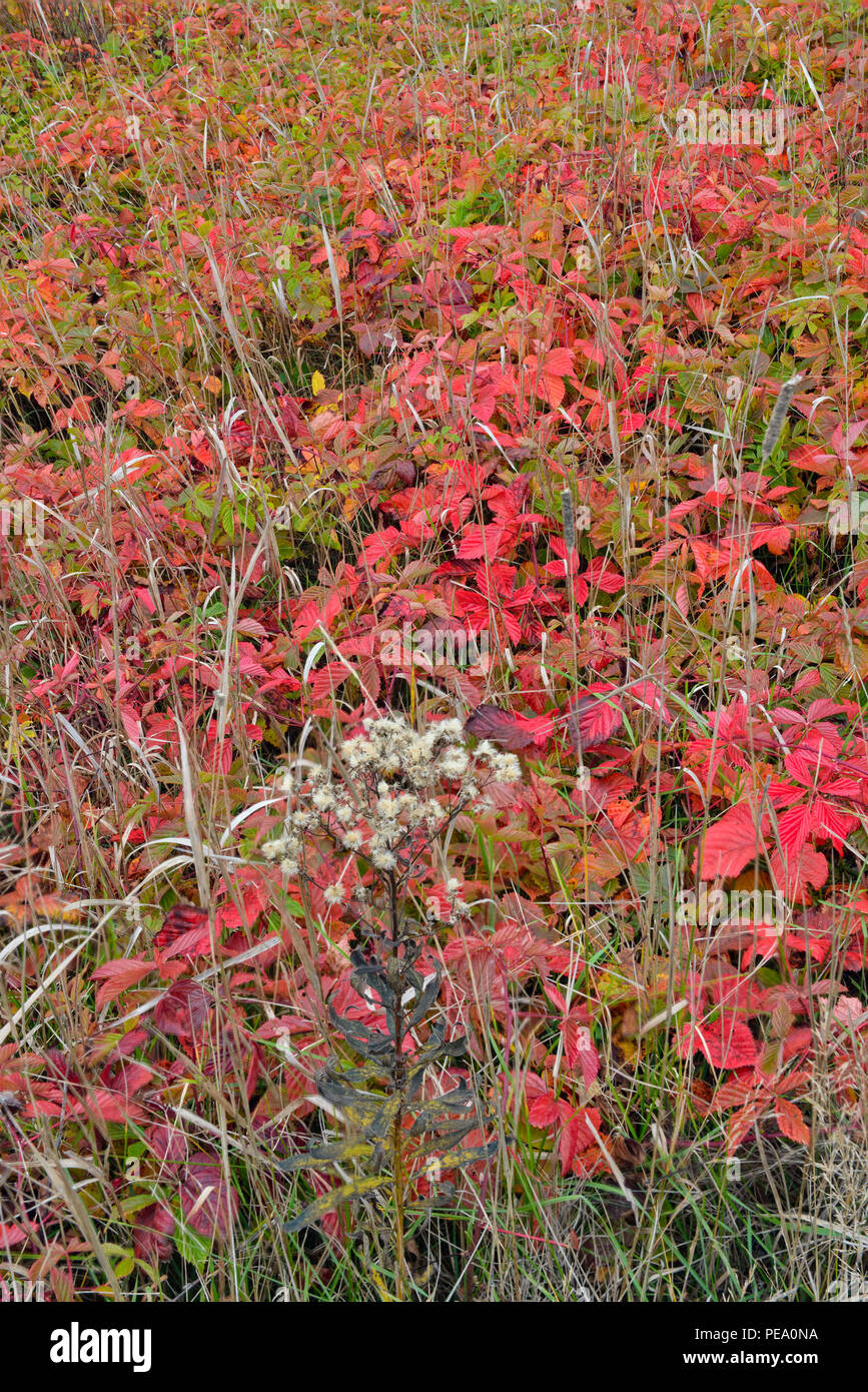 Dwarf Red Blackberry, Dwarf Red Raspberry, Dewberry (Rubus pubescens ...