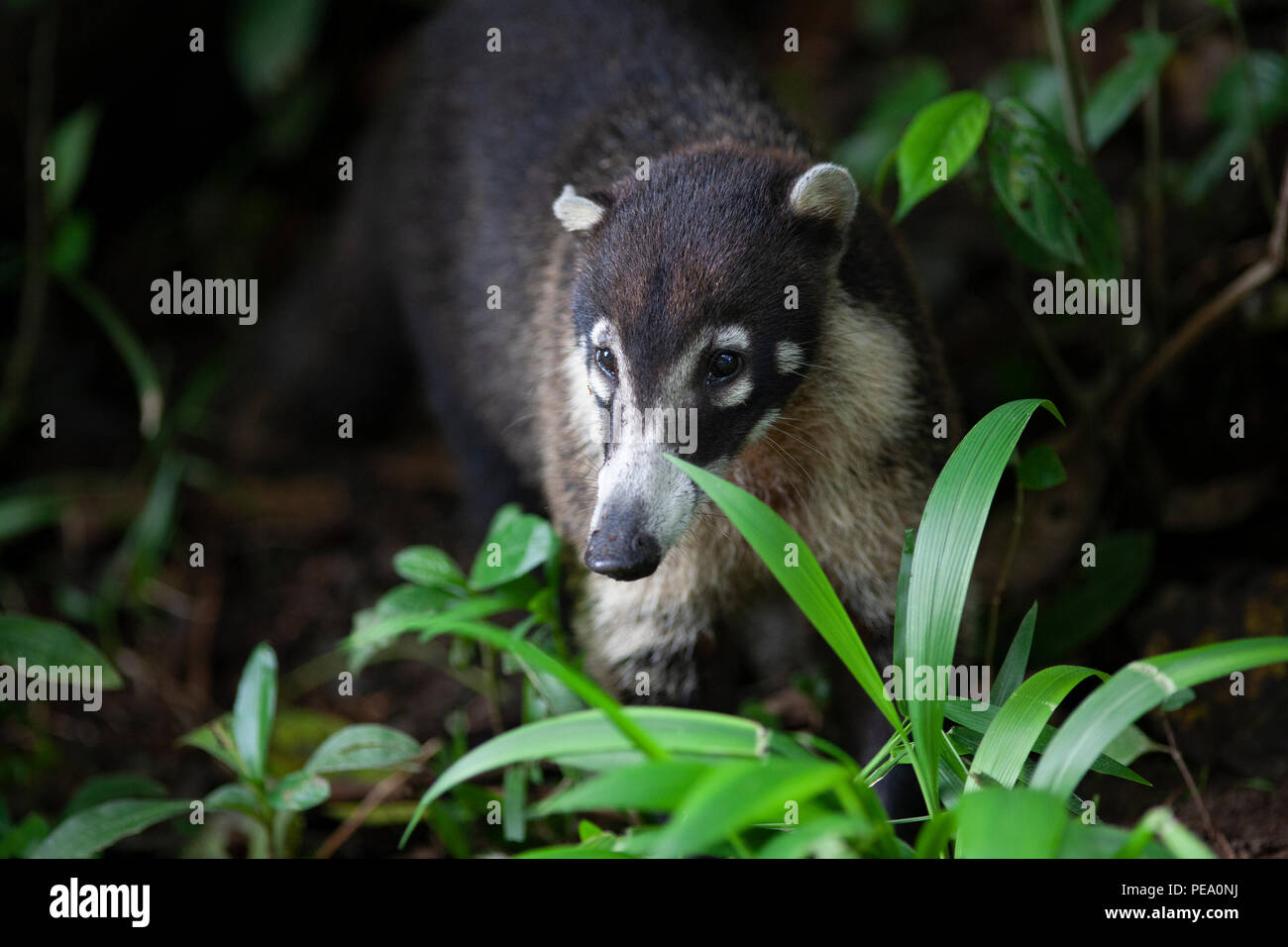 wildlife in the jungle Stock Photo - Alamy