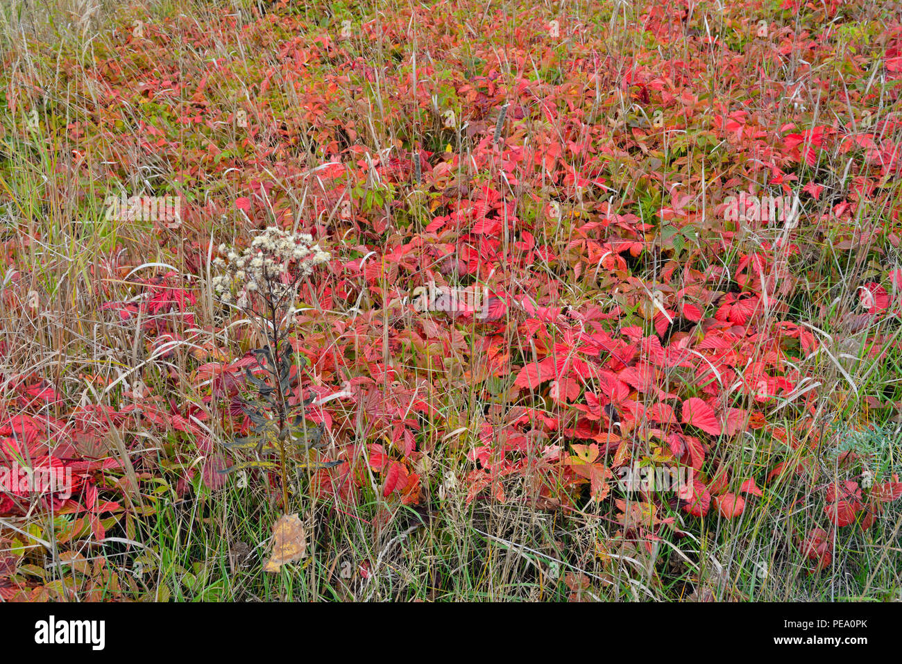 Rubus pubescens hi-res stock photography and images - Alamy