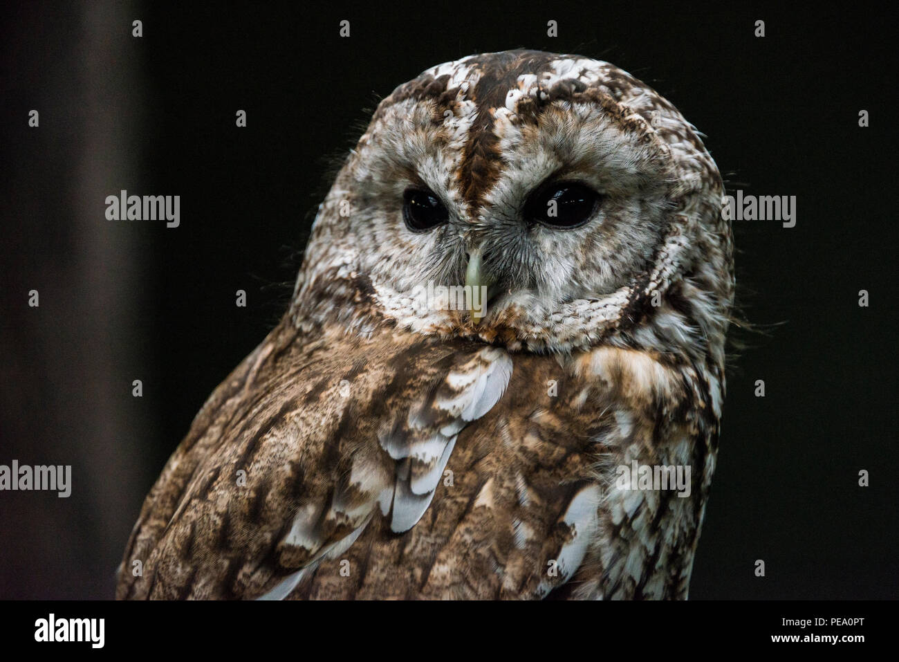 A tawny owl (Strix aluco) at The Scottish Owl Centre Stock Photo - Alamy