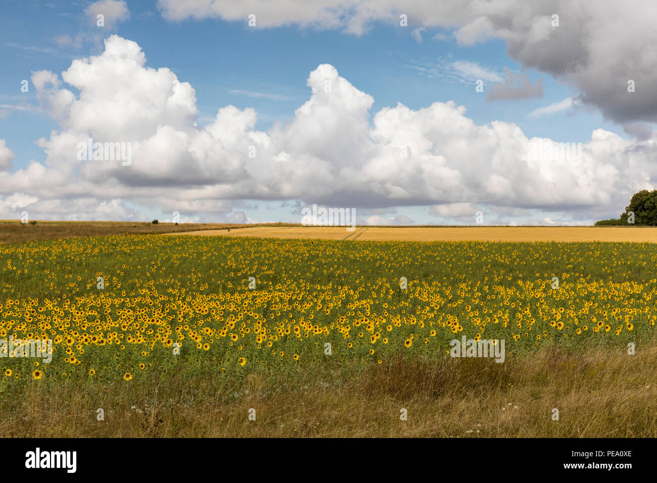 Sunflowers growing in a field between Tilshead & Shrewton, Wiltshire ...