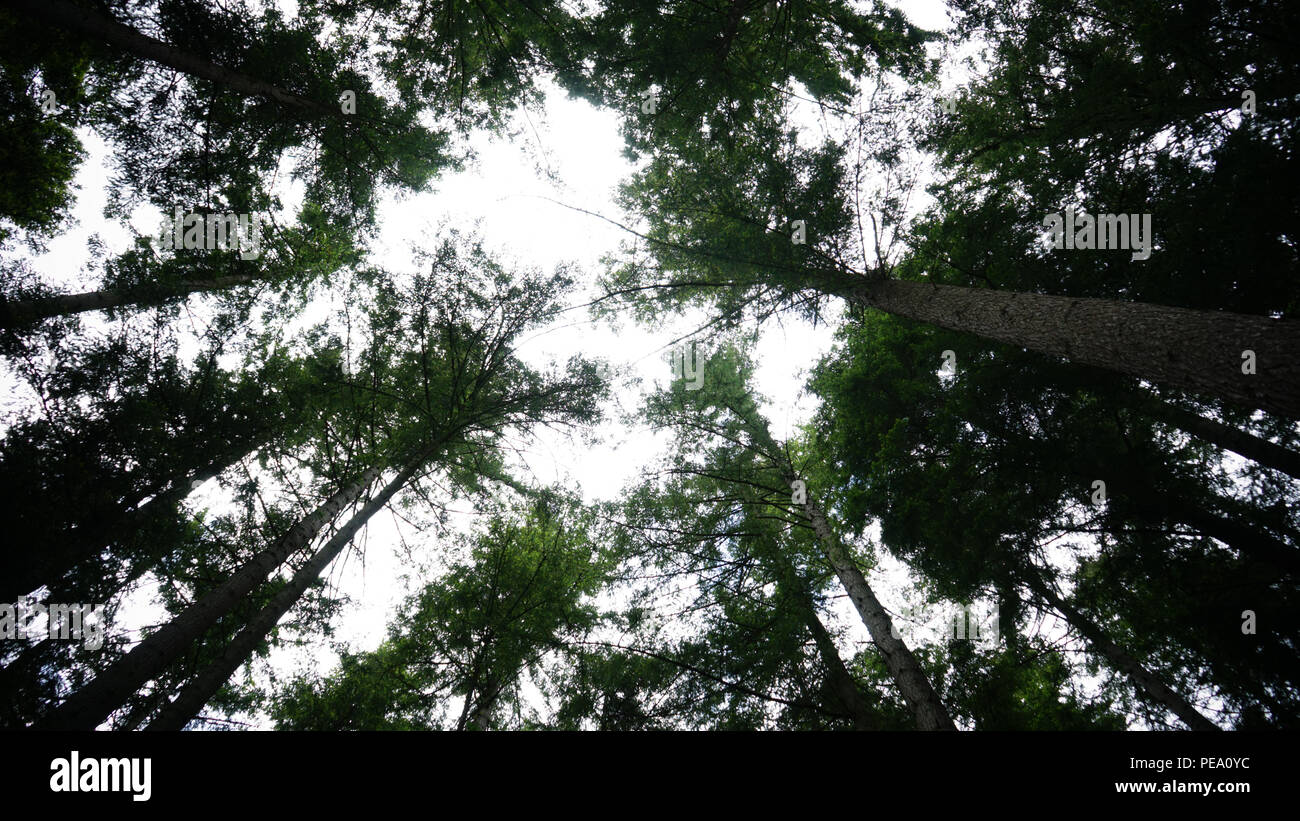 top of the forest Stock Photo - Alamy