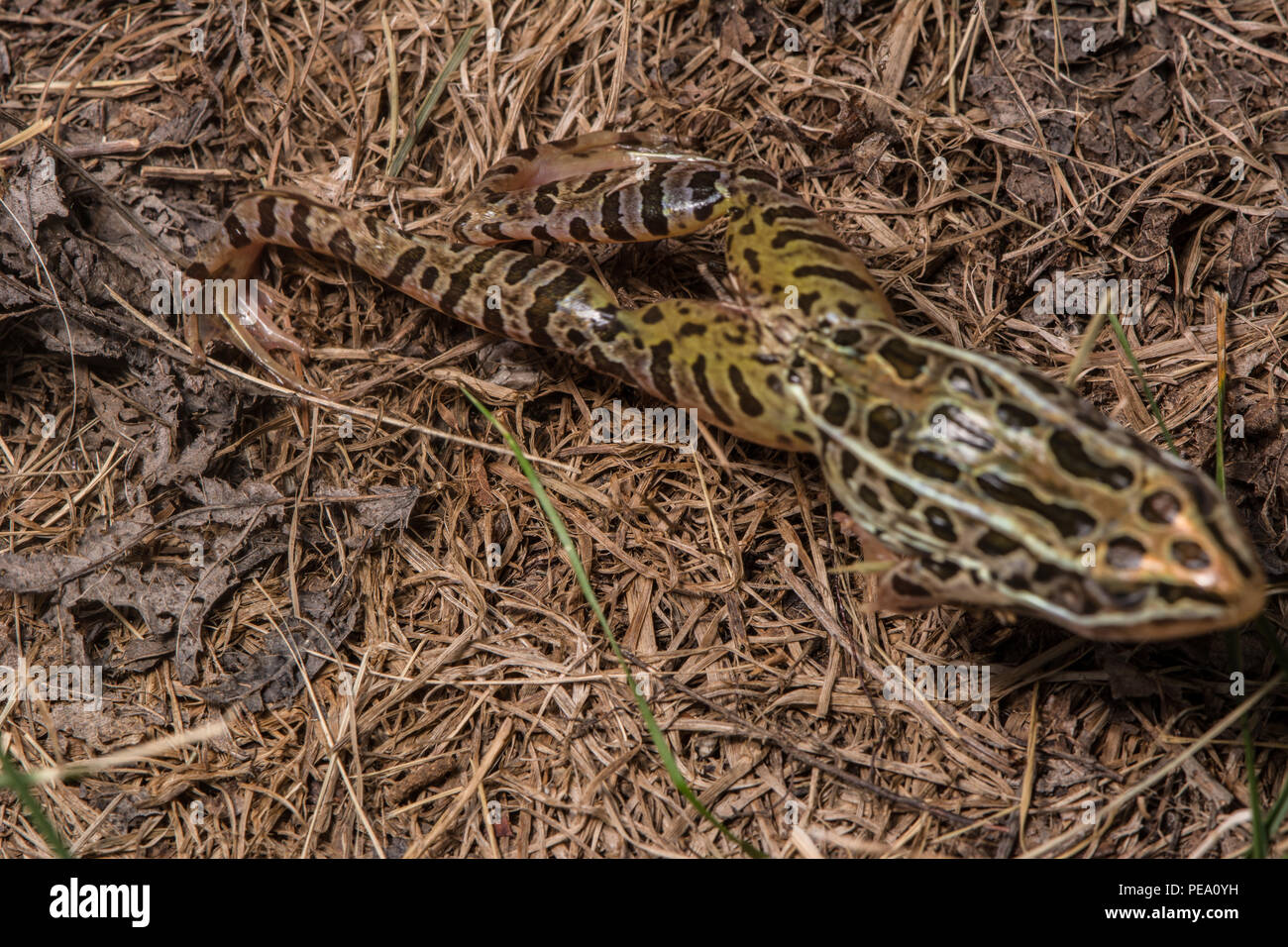 Frog eyes closed hi-res stock photography and images - Alamy