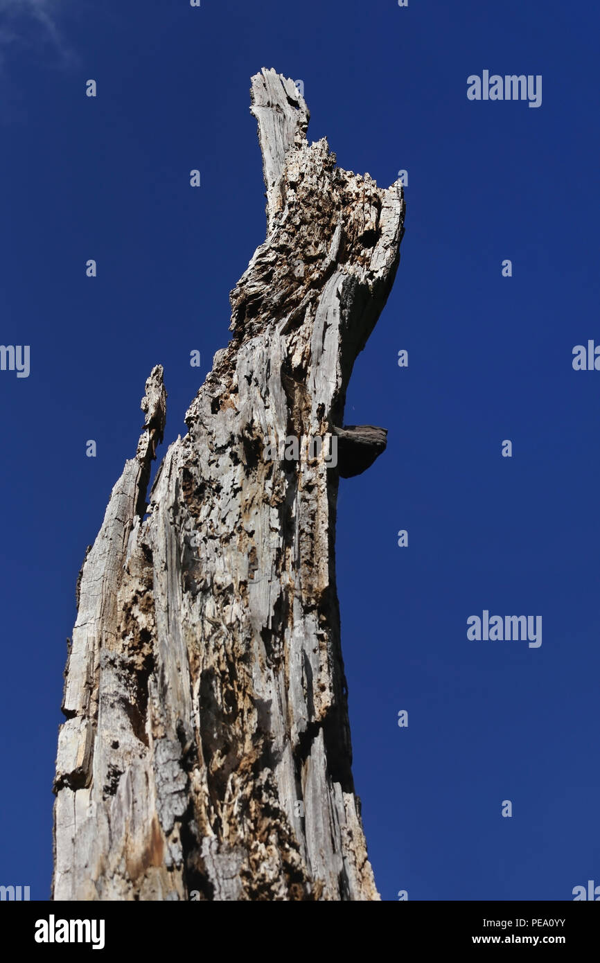 Dead and rotten tree hi-res stock photography and images - Alamy
