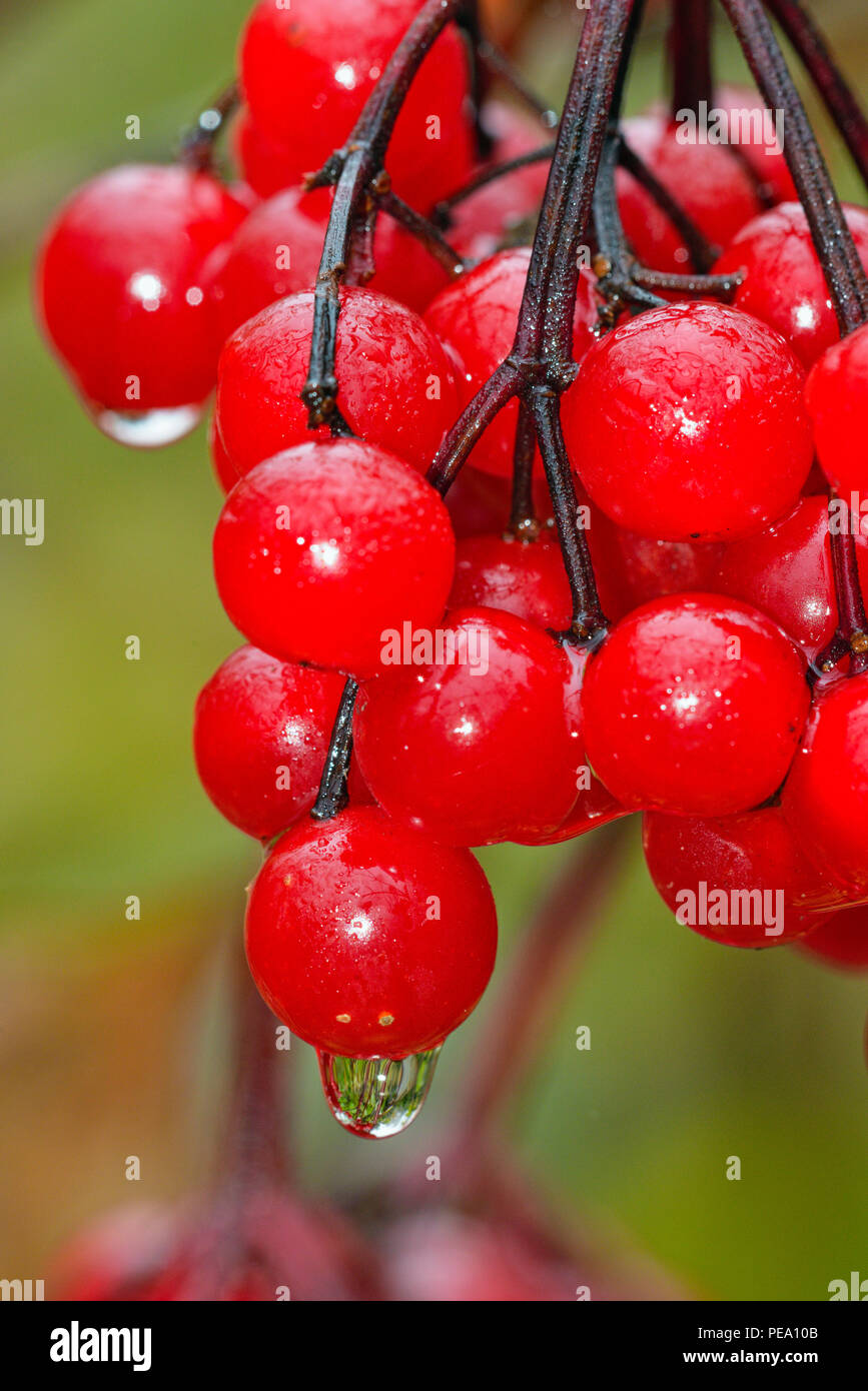 Viburnum trilobum hi-res stock photography and images - Alamy