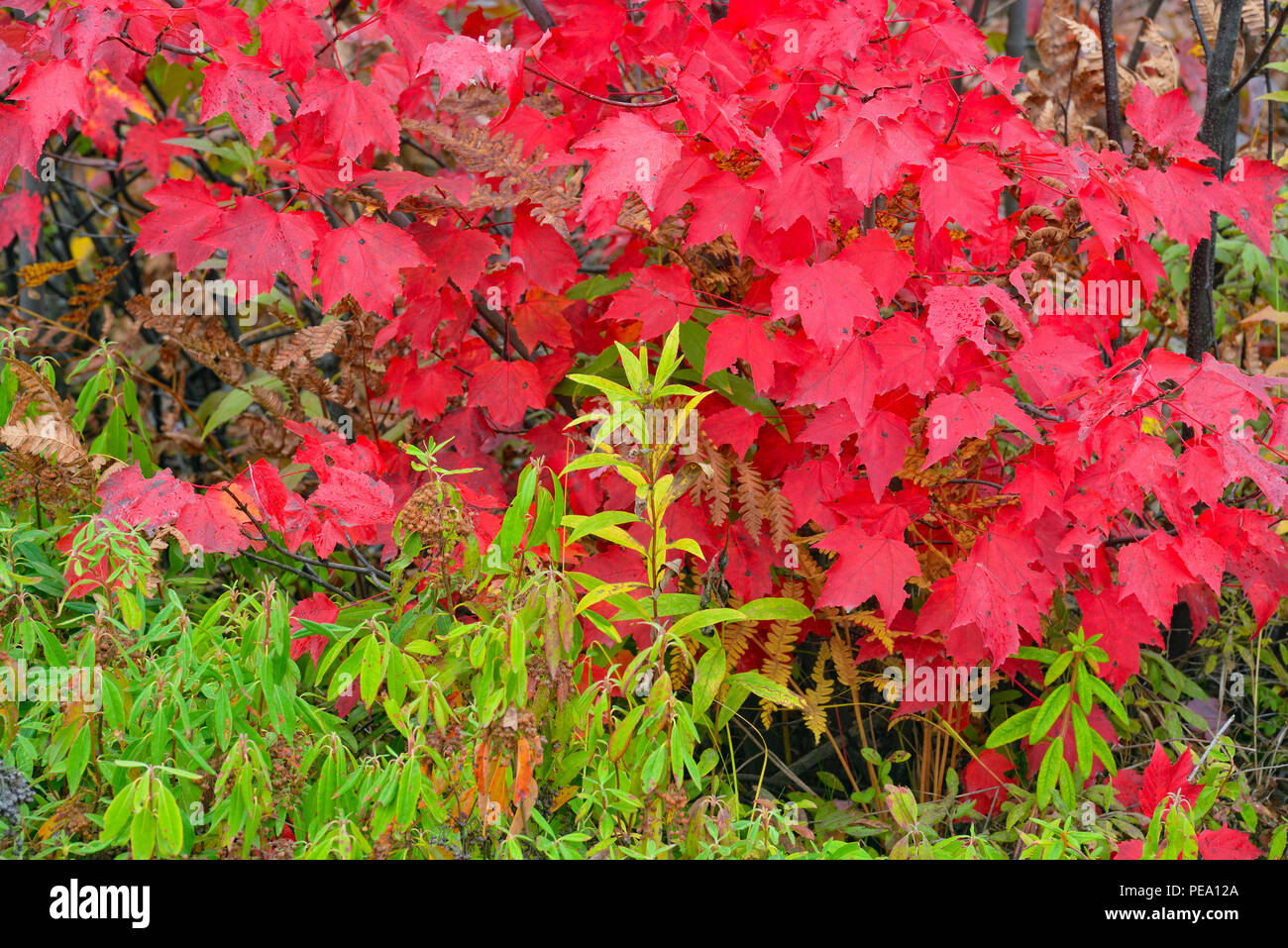 Autumn foliage- Red maple (Acer rubrum) in a mixed hardwood forest ...