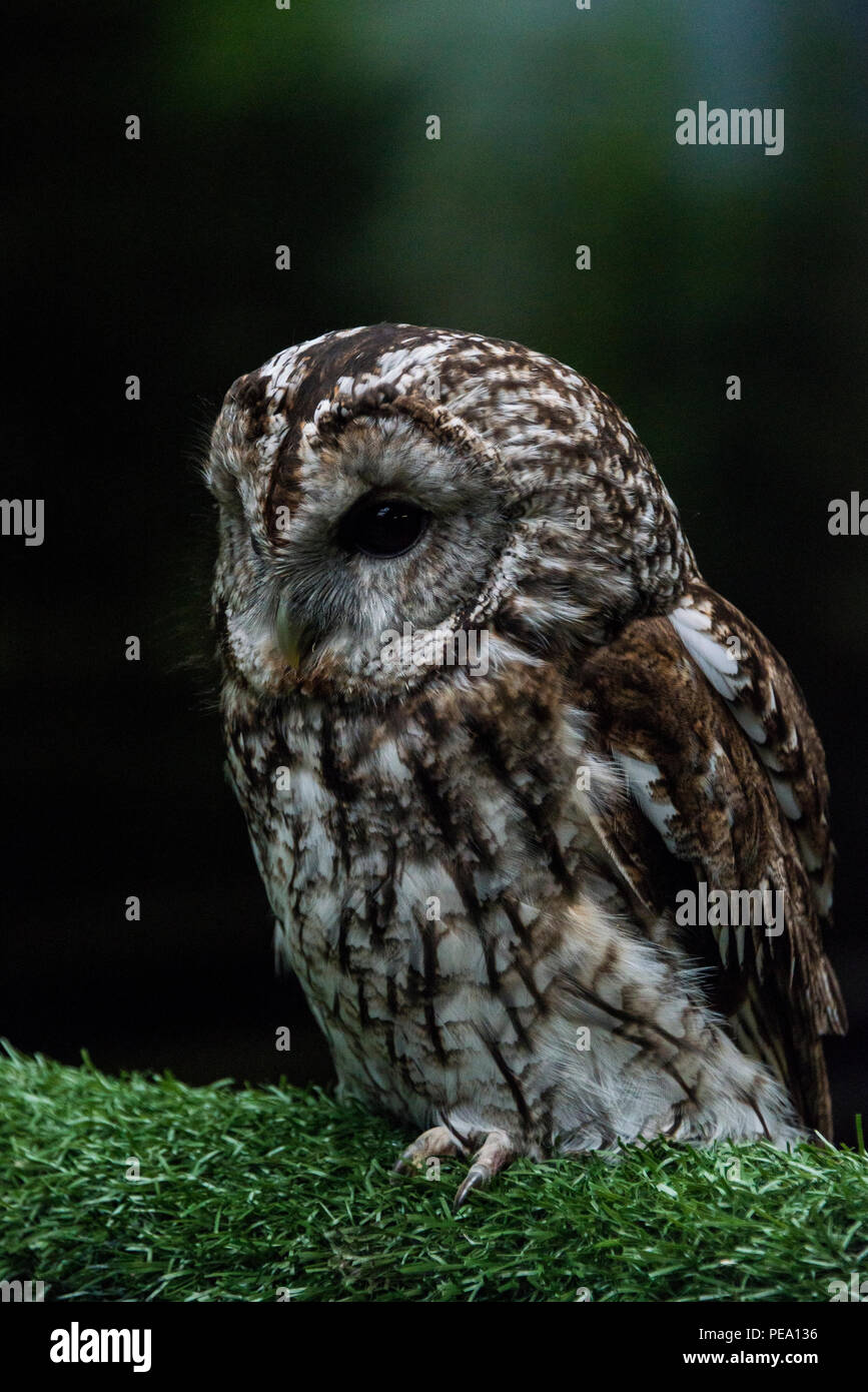 S aluco hi-res stock photography and images - Alamy