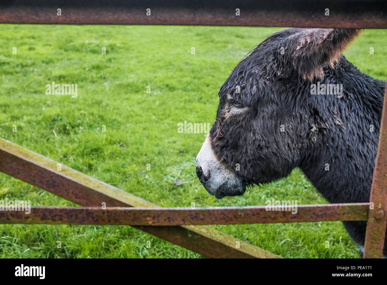 Dirty donkey hi-res stock photography and images - Alamy