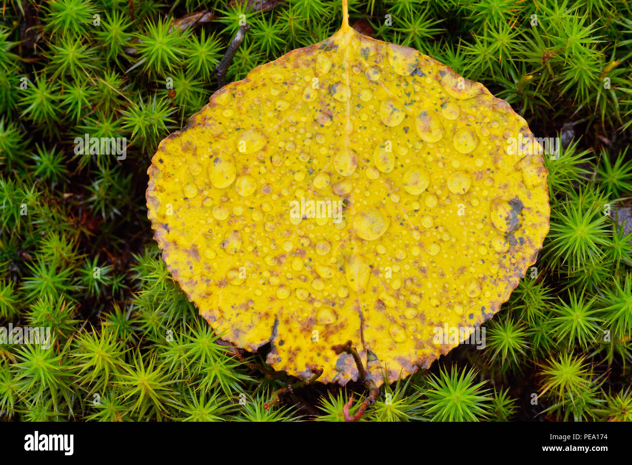 Fallen aspen leaf on a bed of moss, Greater Sudbury, Ontario, Canada ...