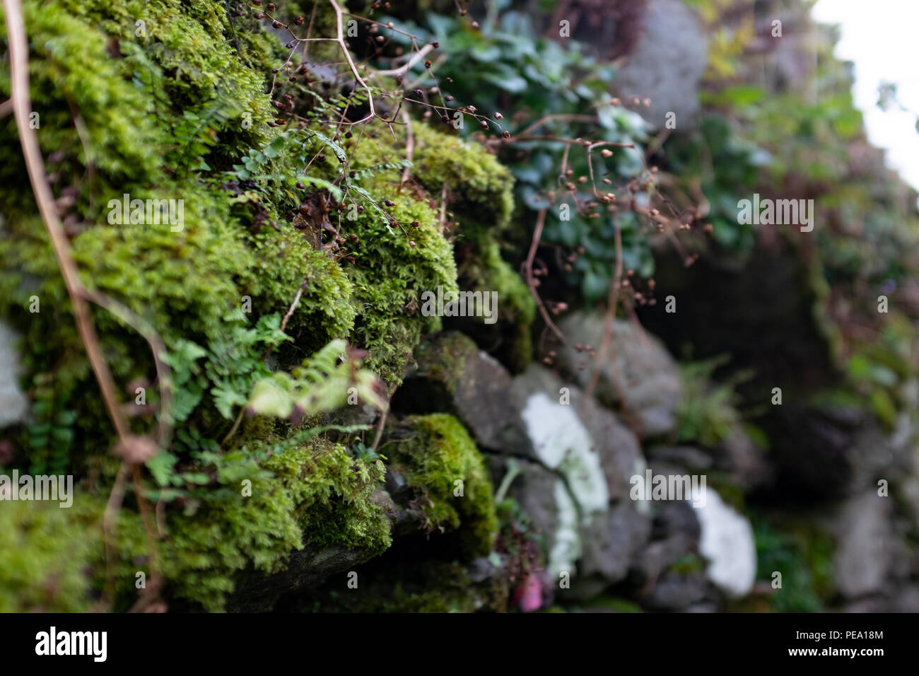 Moss overgrowth hi-res stock photography and images - Alamy