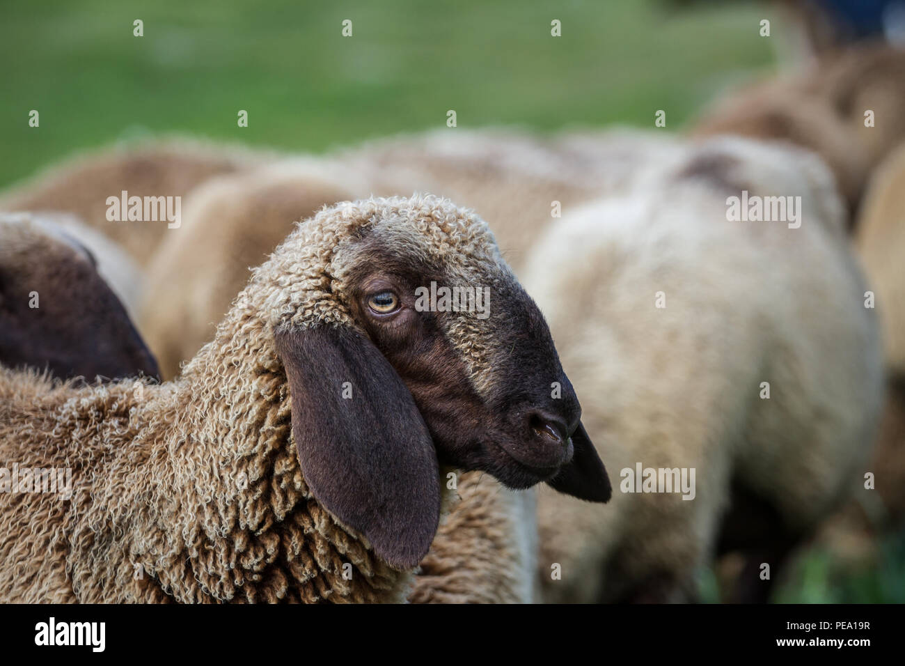 Critically endangered sheep breed hi-res stock photography and images ...