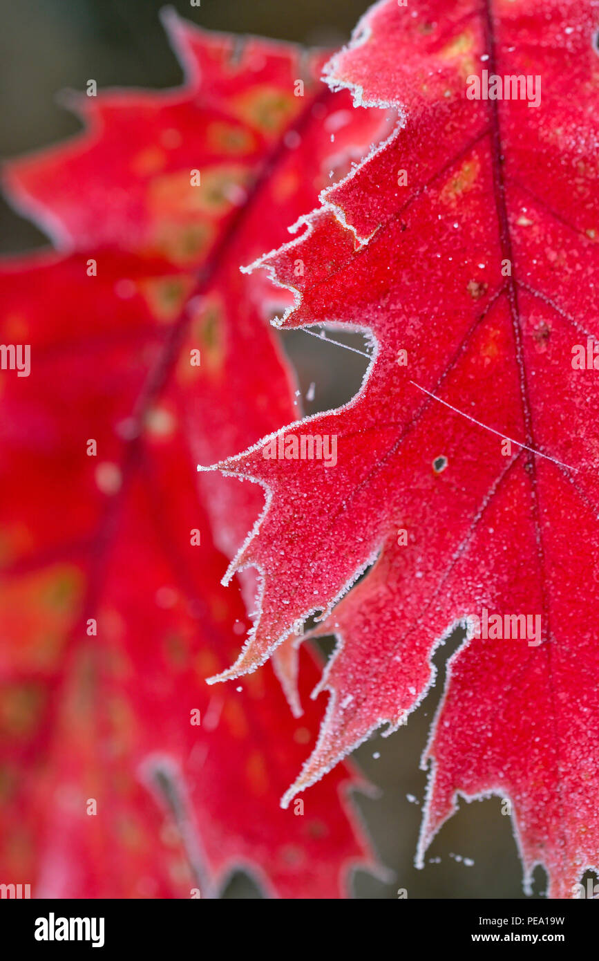 Northern Red Oak Leaves Stock Photos & Northern Red Oak Leaves Stock ...