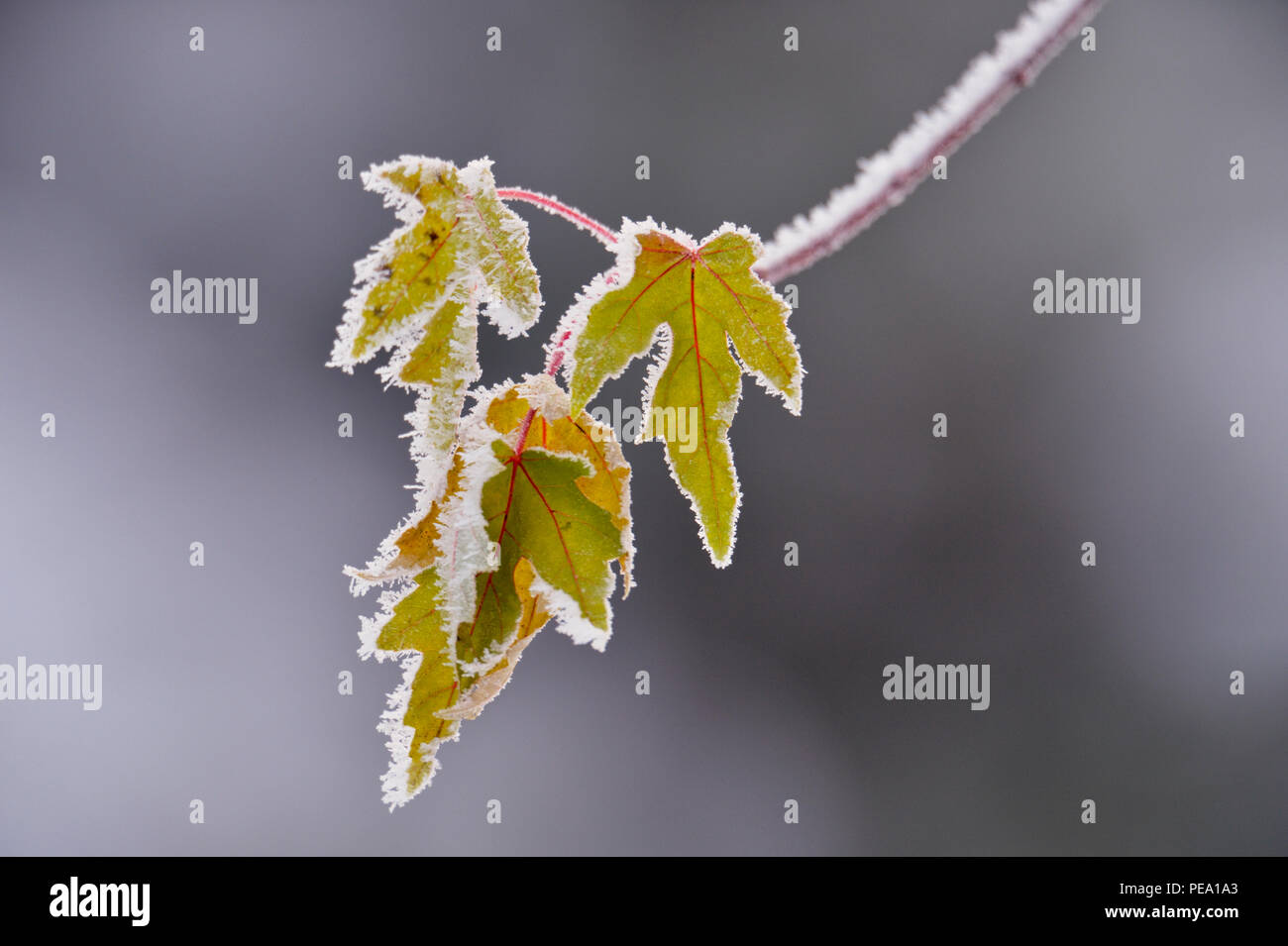 Frosted maple leaves (Acer spp), Greater Sudbury, Ontario, Canada Stock ...