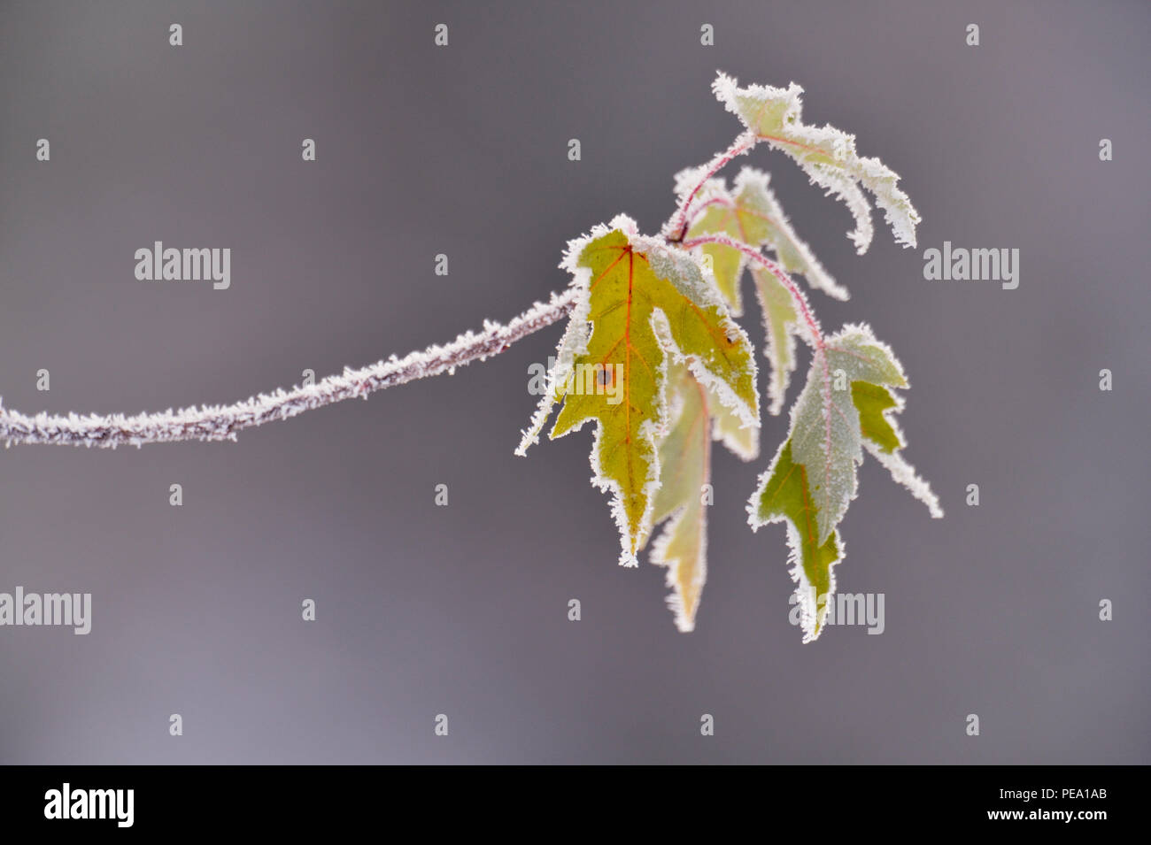 Frosted maple leaves (Acer spp), Greater Sudbury, Ontario, Canada Stock ...