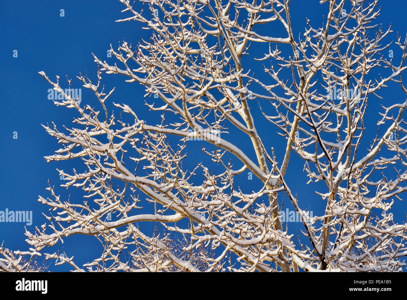Snow-dusted Aspen tree branches, Greater Sudbury, Ontario, Canada Stock ...