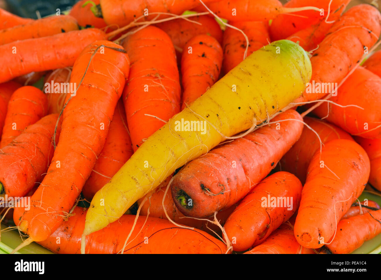 Genetic mutations hi-res stock photography and images - Alamy