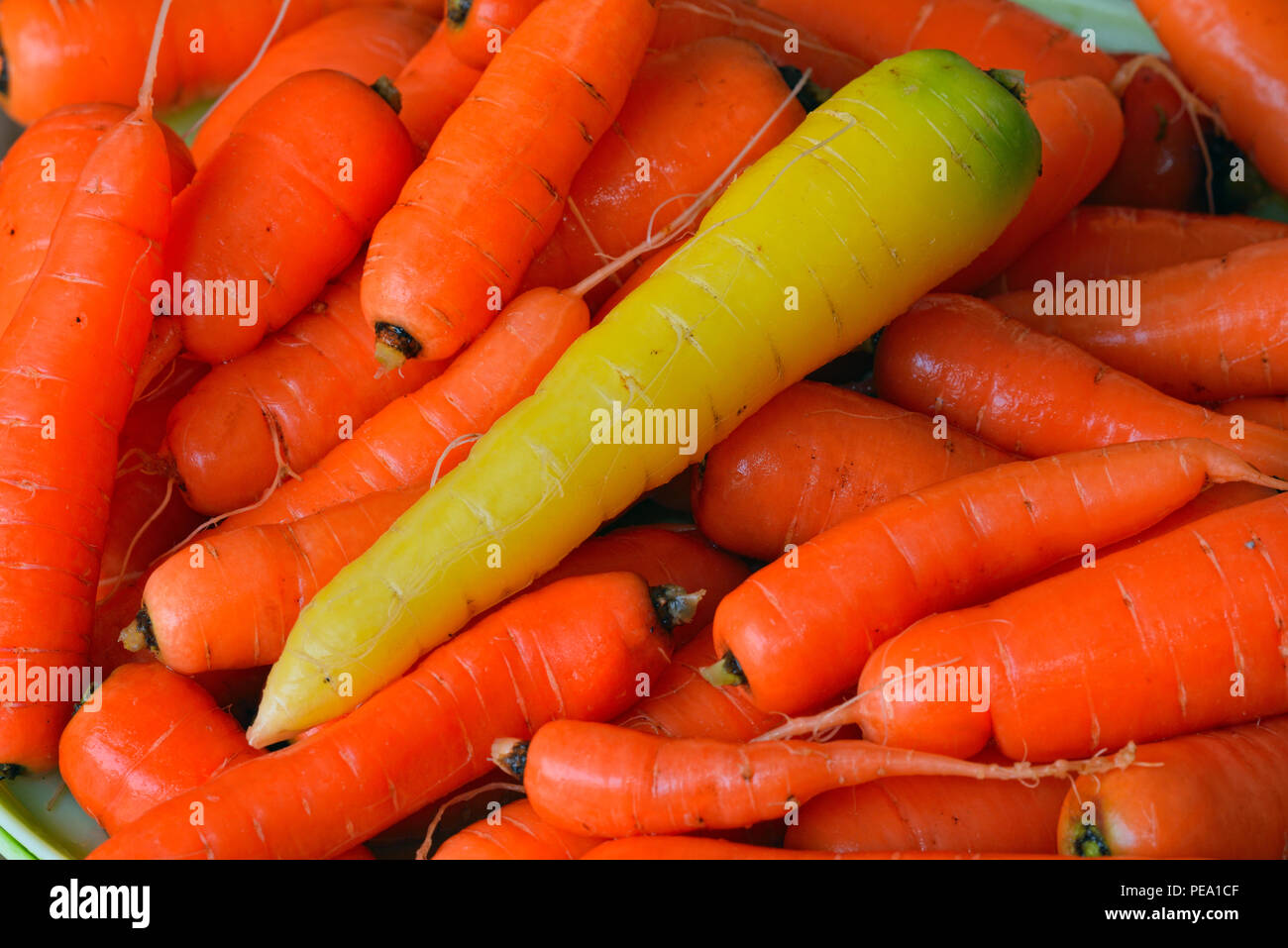 Variants mutations High Resolution Stock Photography and Images - Alamy