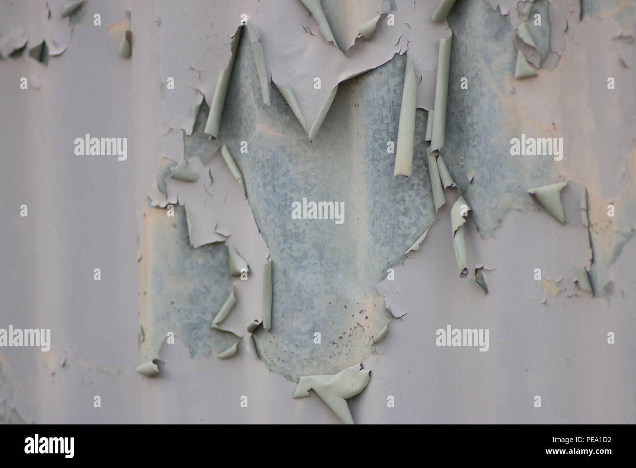Close up detail of peeling paint on a corrugated metal sheet Stock ...