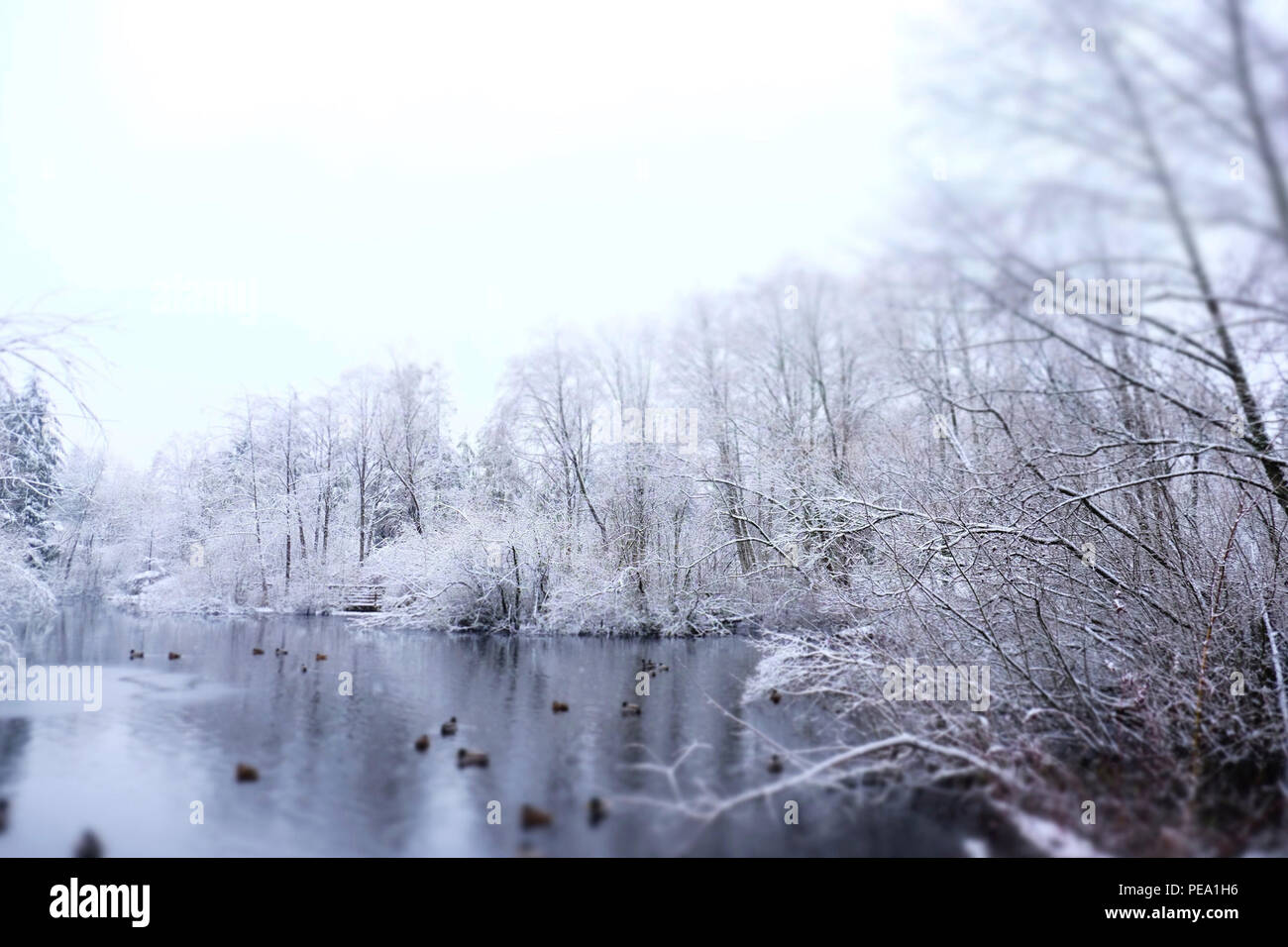 Peacefulm trees hi-res stock photography and images - Alamy