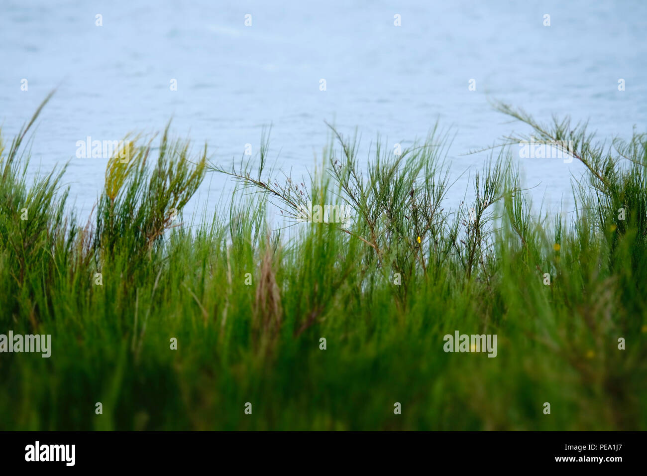 Breeze in water hi-res stock photography and images - Alamy