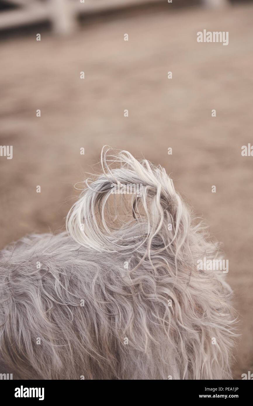 curly dog tail Stock Photo - Alamy