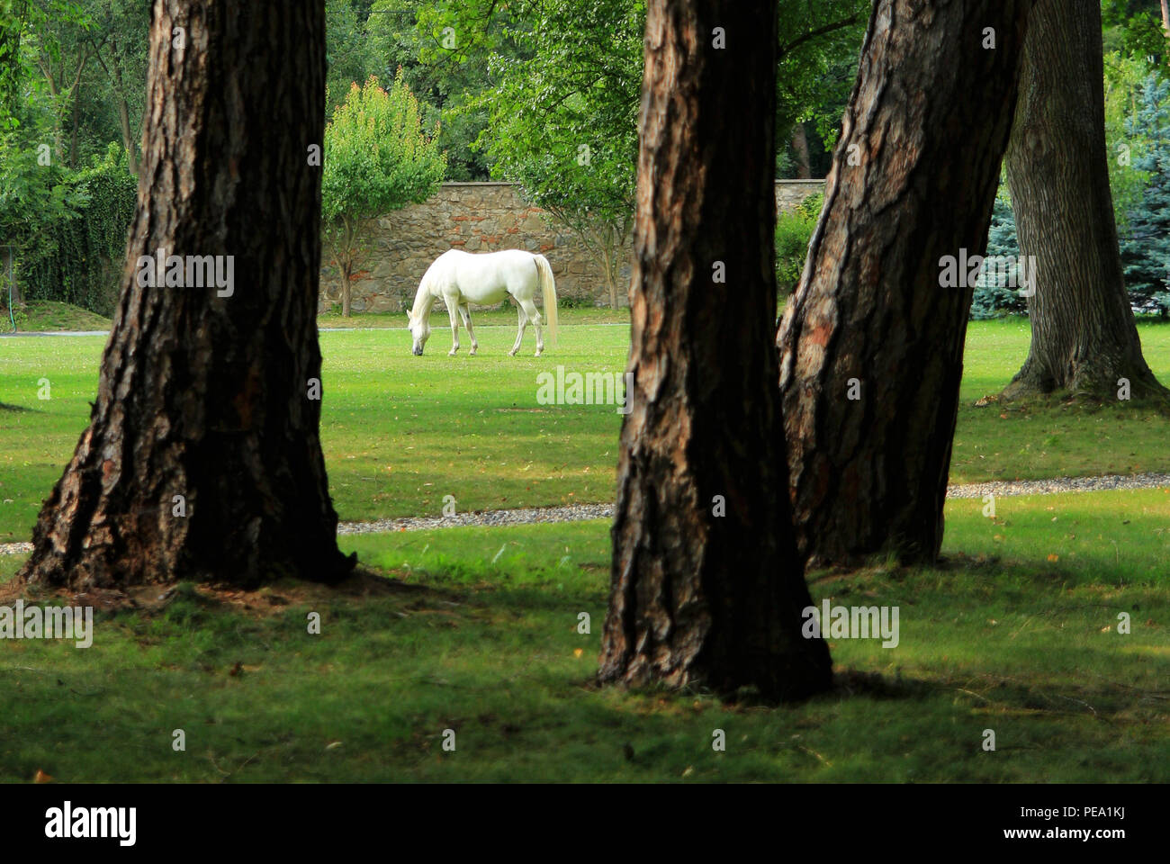 Beautiful brown horse behind hi-res stock photography and images - Alamy