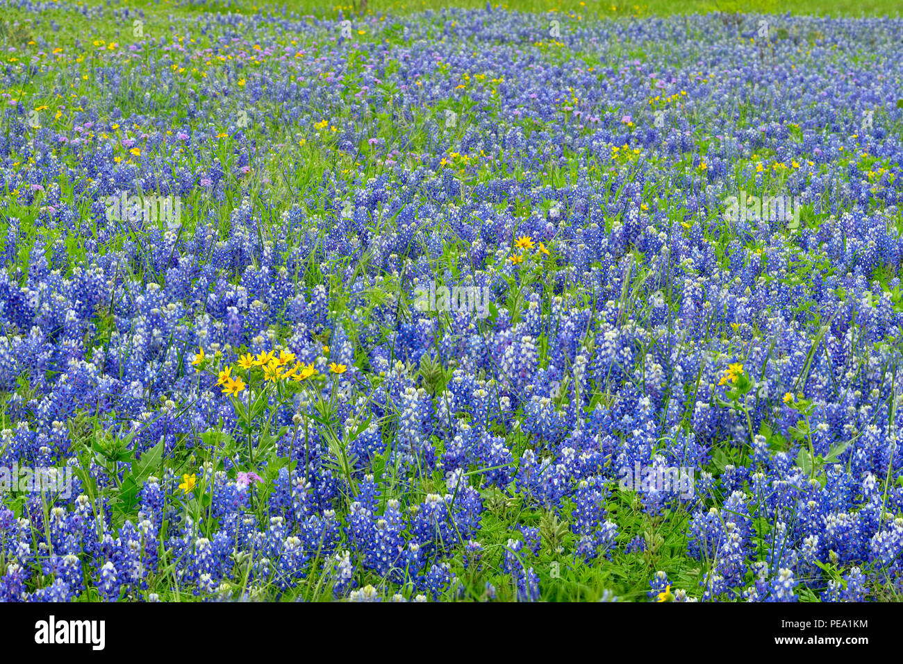 Engelmann daisy hi-res stock photography and images - Alamy