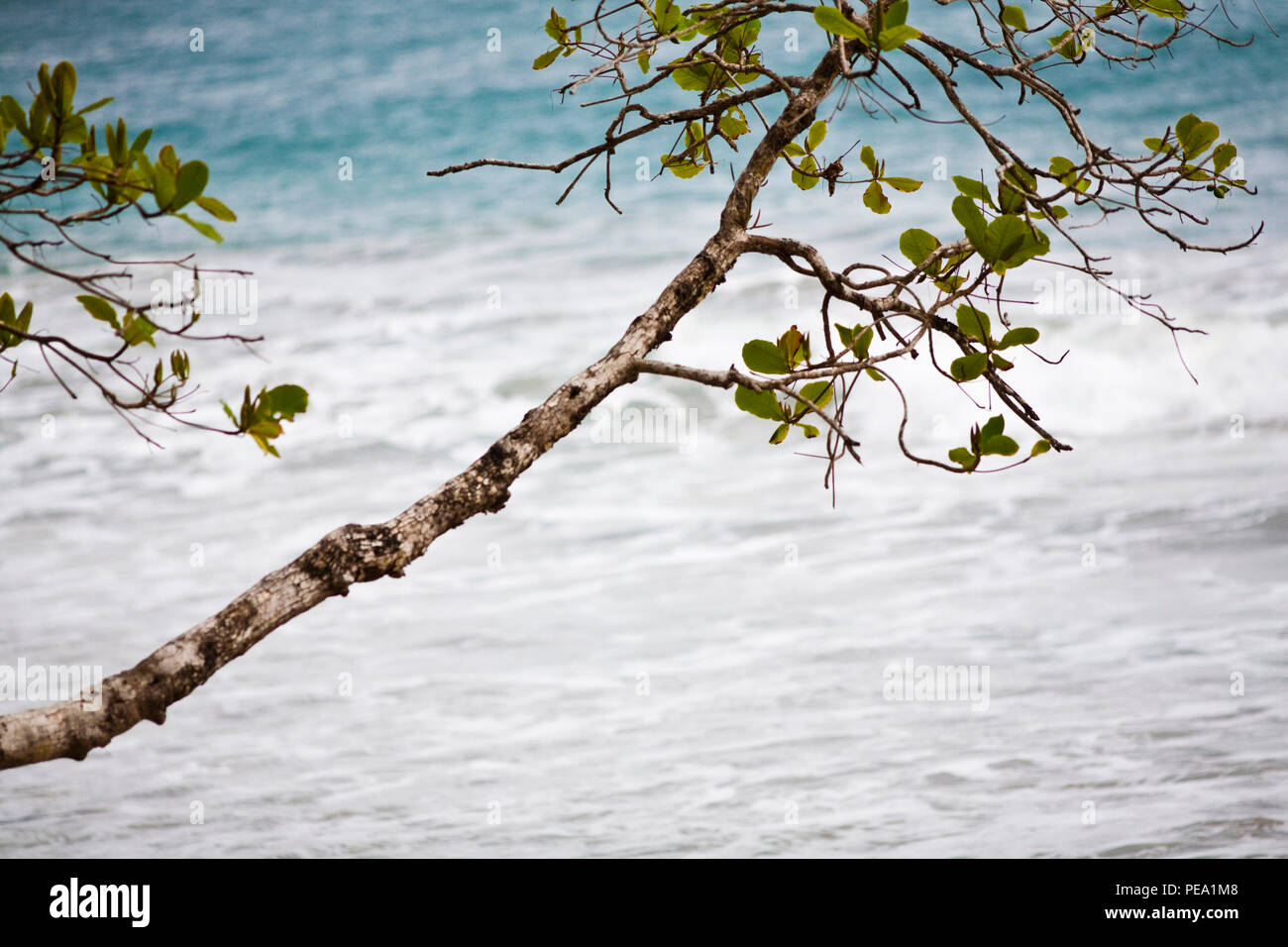 costa rican beach Stock Photo - Alamy