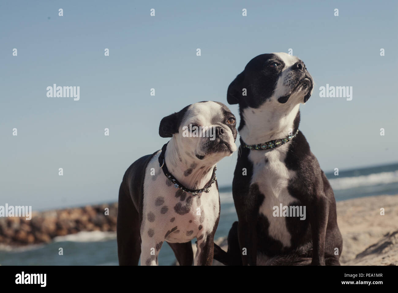 french bulldog friends Stock Photo - Alamy