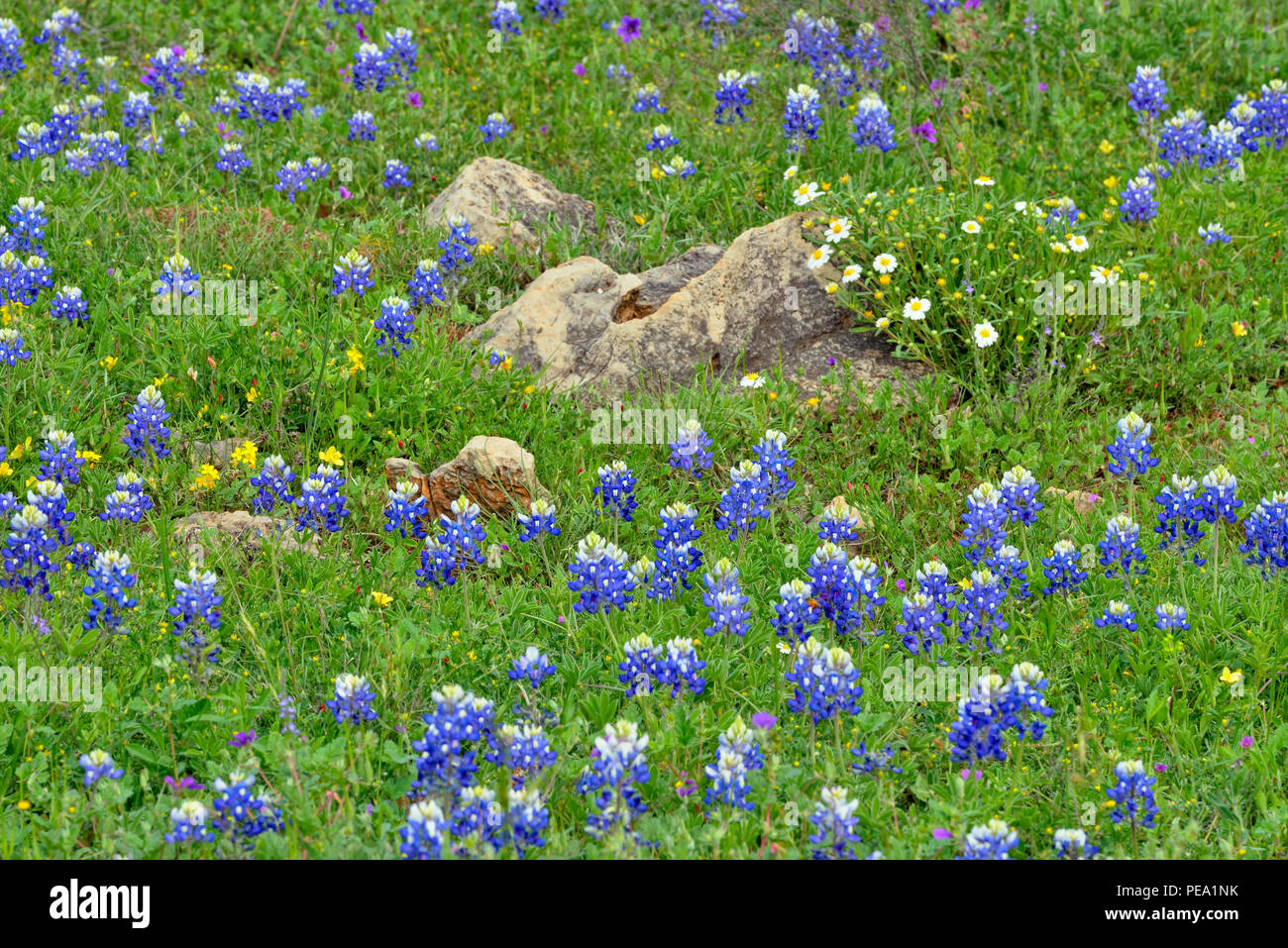 Texas bluebonnet (Lupinus subcarnosus) with Engelmann daisy, Burnet ...