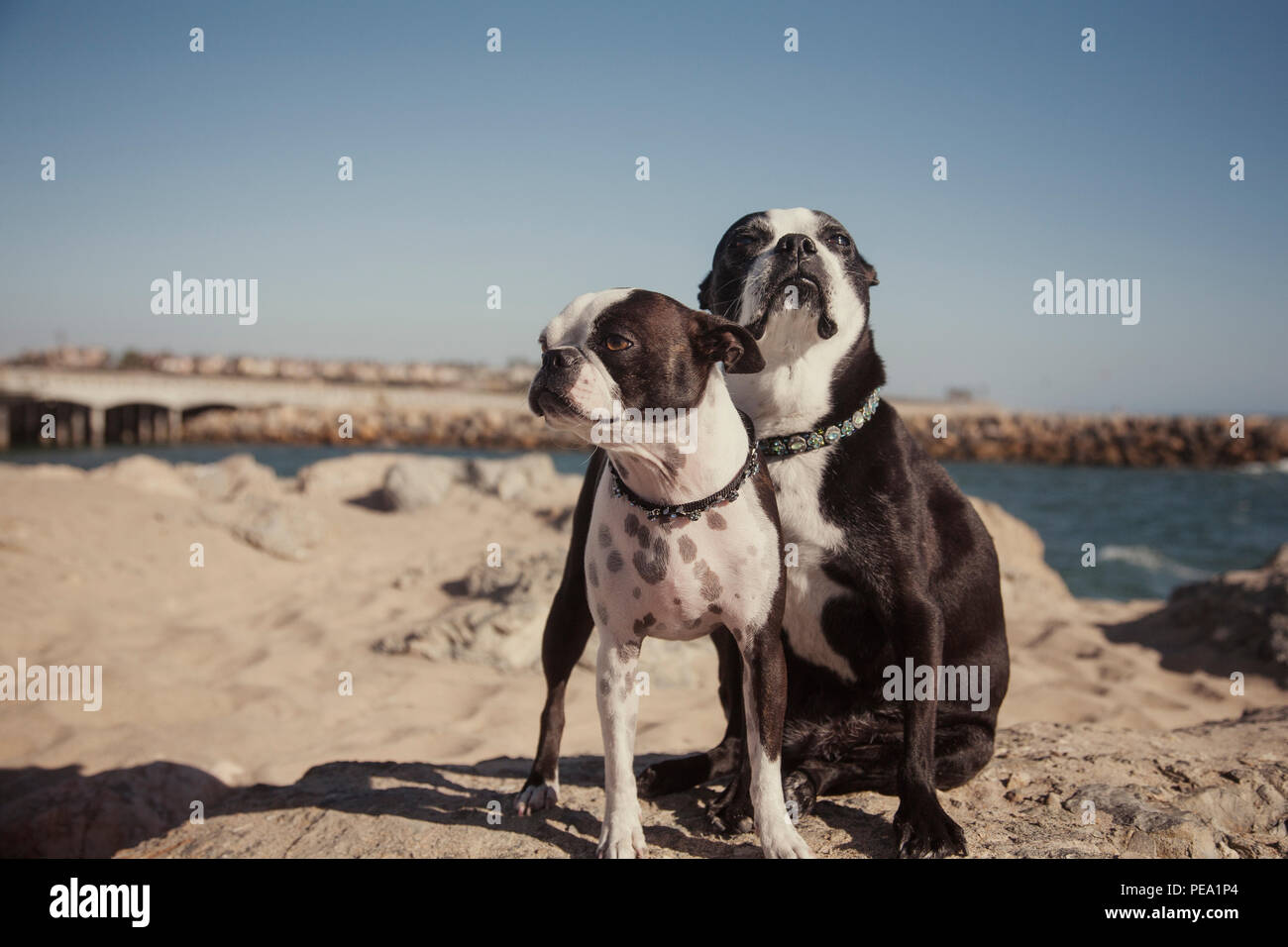 cute dogs at beach Stock Photo - Alamy