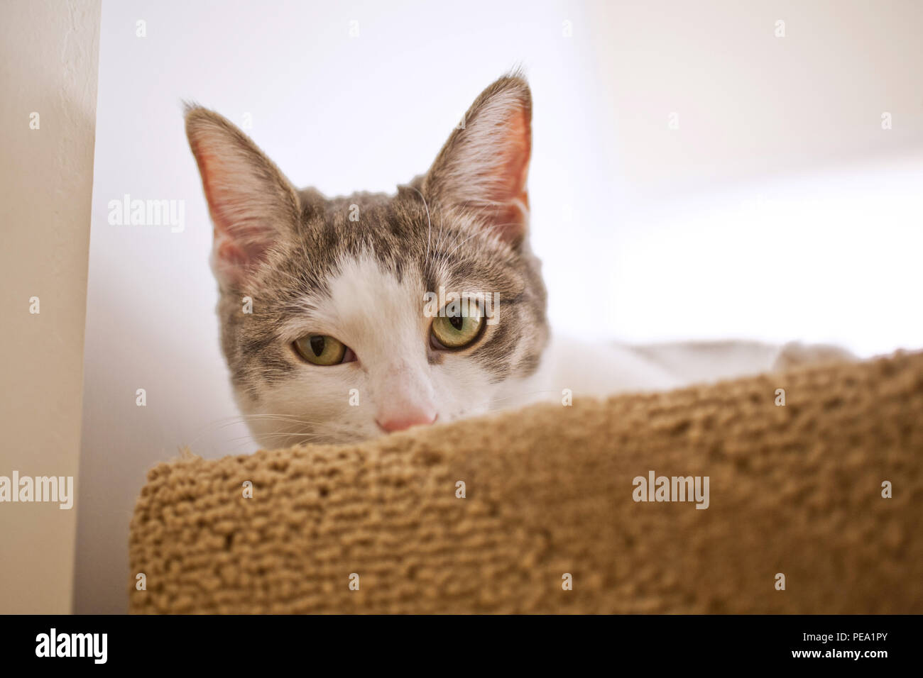 cat rests and winks at the camera Stock Photo - Alamy