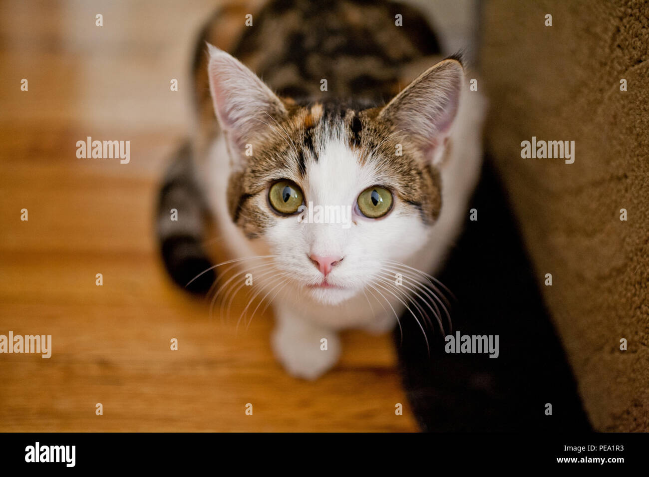 kitten stares into the camera Stock Photo - Alamy