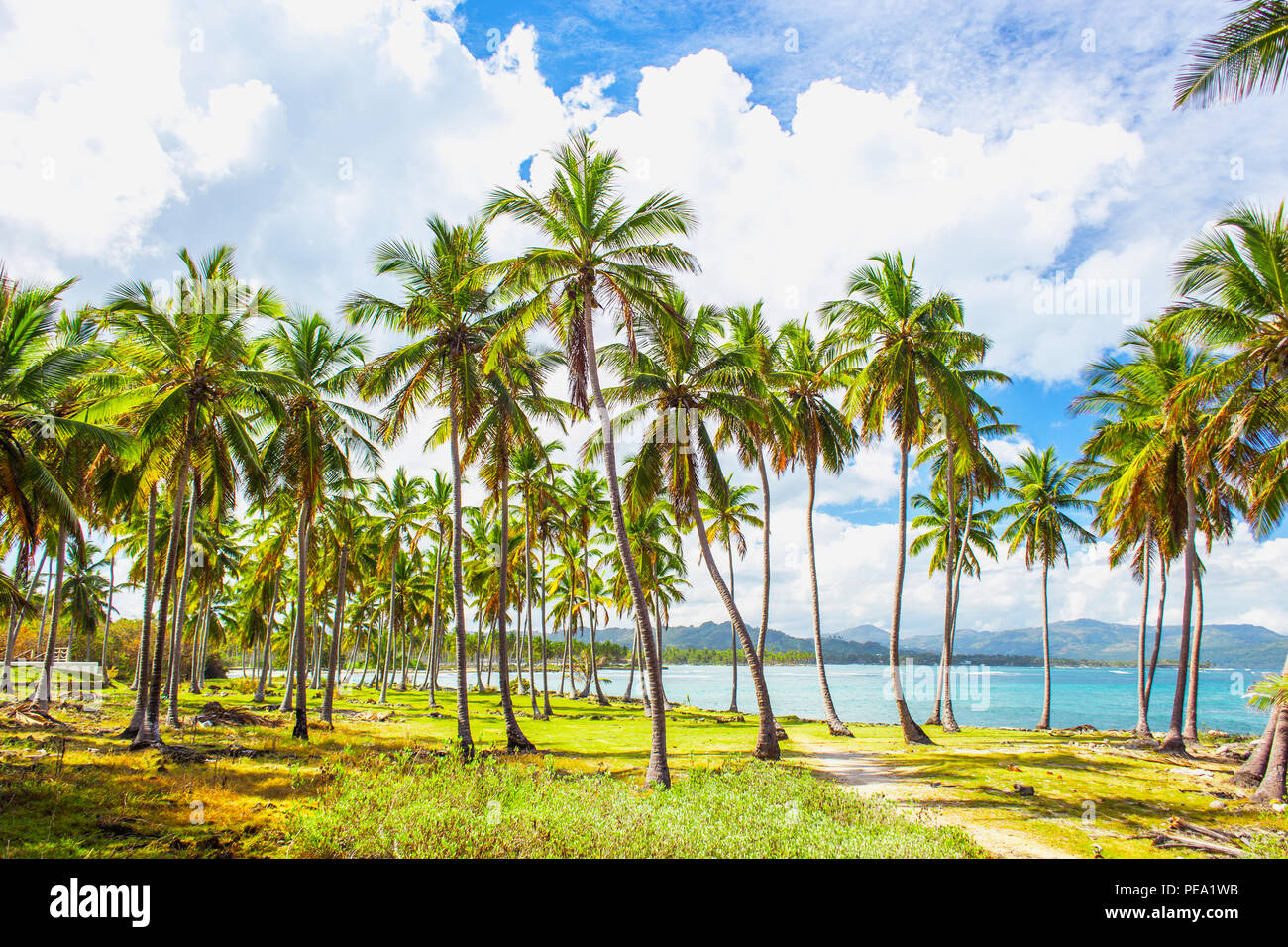 Group of palm trees on the green lawn near the ocean. Vacation concept ...