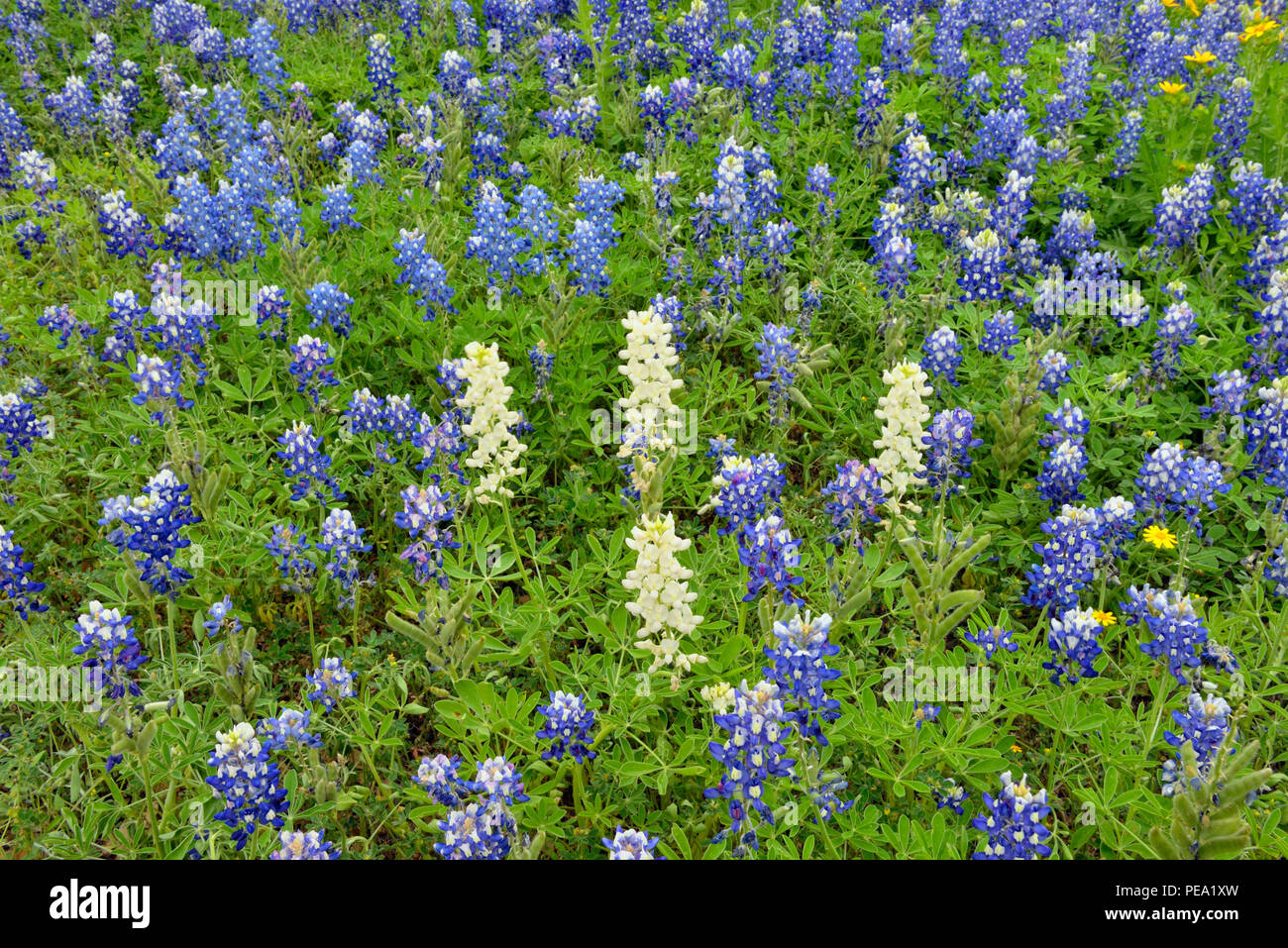 Texas bluebonnet plant lupinus hi-res stock photography and images - Alamy