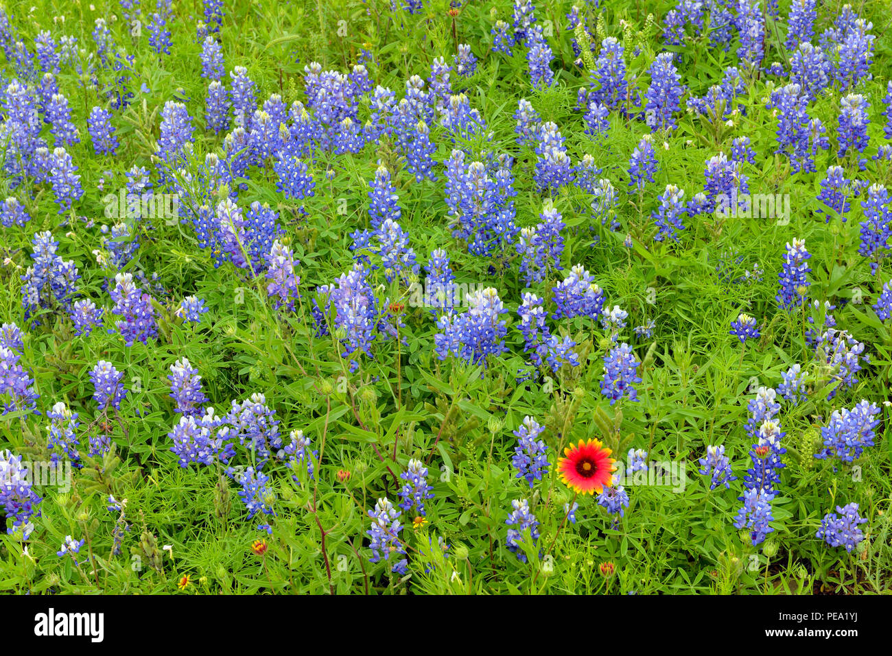 Indian blanket with texas bluebonnet hi-res stock photography and ...