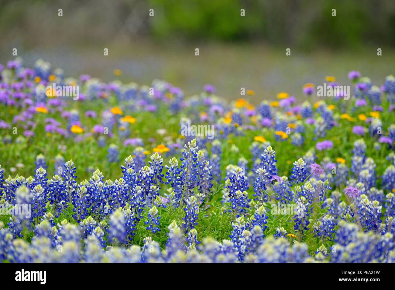 Texas bluebonnet plant lupinus hi-res stock photography and images - Alamy