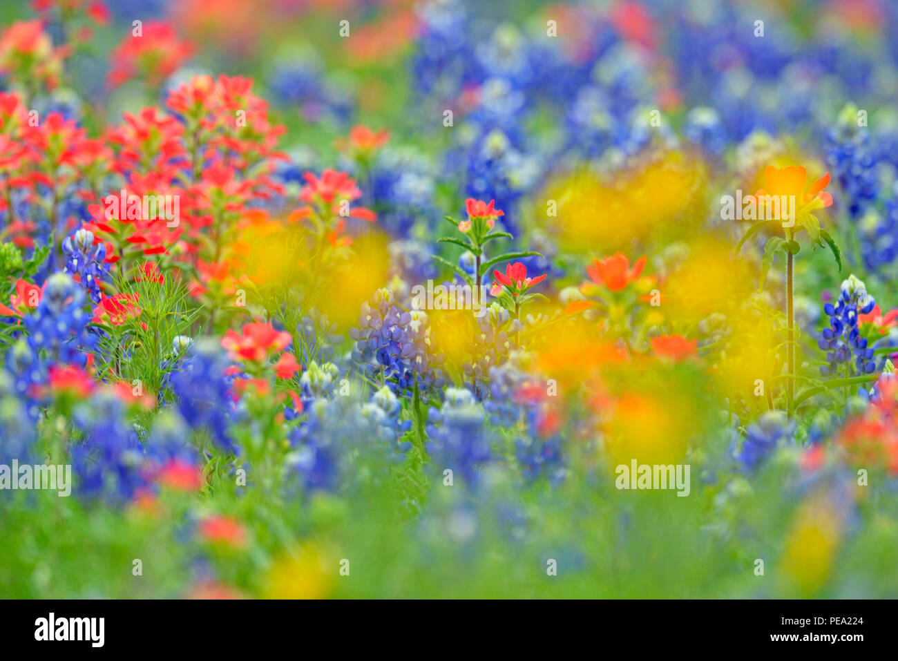 Texas paintbrush (Castilleja indivisa) with bluebonnets and Engelmann ...
