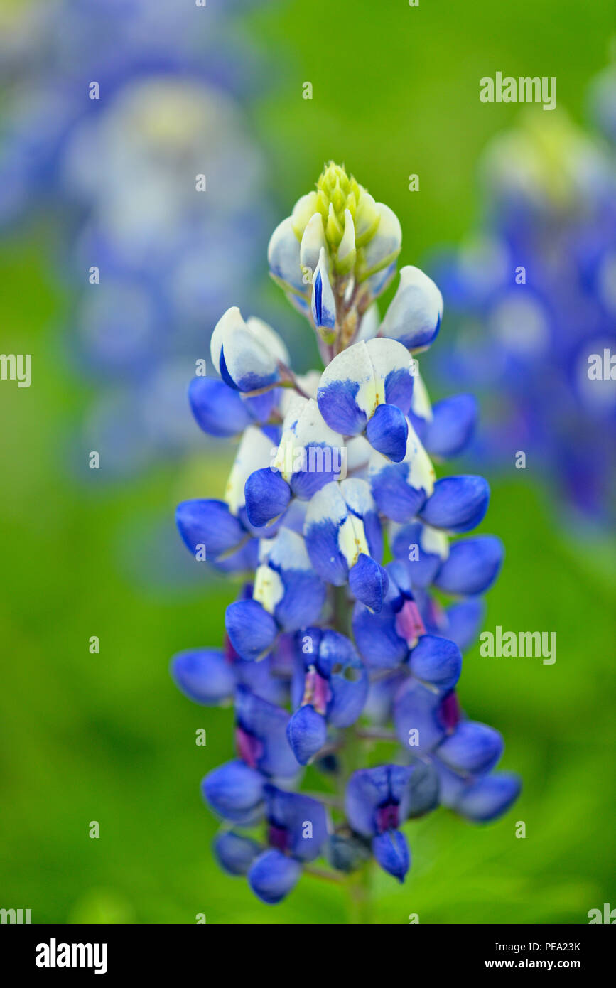 Texas bluebonnet (Lupinus subcarnosus), Blanco County FM 1323, Sandy ...