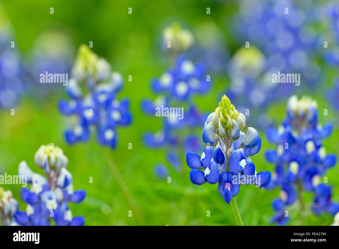 Texas bluebonnet (Lupinus subcarnosus), Blanco County, FM 1323, Sandy ...