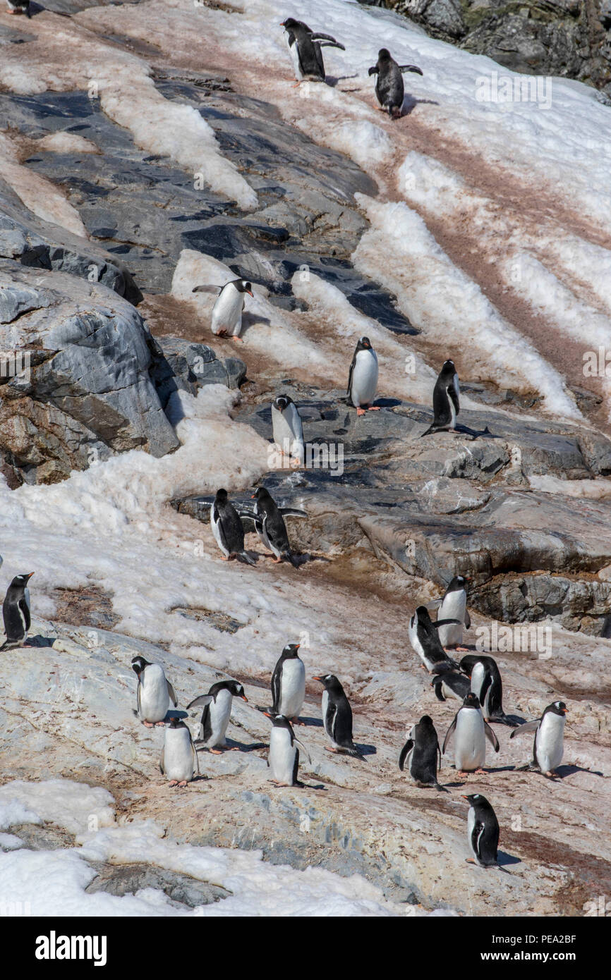 Large gentoo penguin rookery on the coast of Antarctica Stock Photo - Alamy
