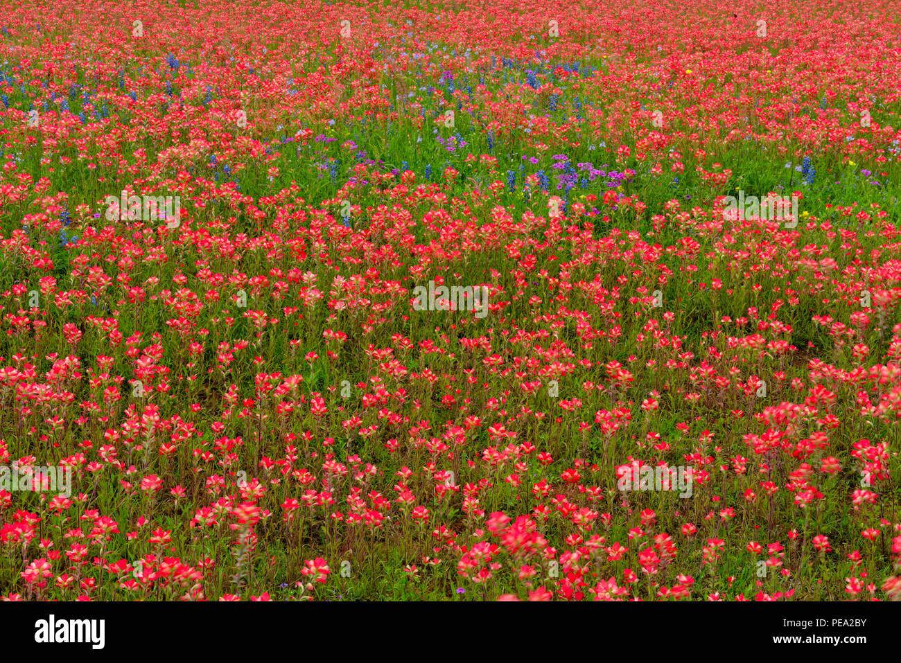 Castilleja indivisa texas hi-res stock photography and images - Alamy
