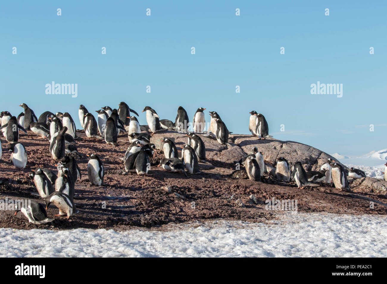 Large gentoo penguin rookery on the coast of Antarctica Stock Photo - Alamy