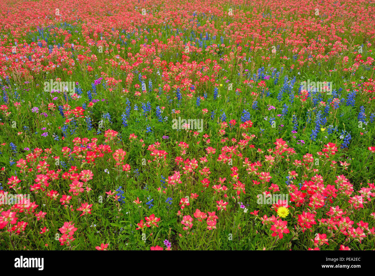 Roadside wildflowers featuring Texas paintbrush (Castilleja indivisa ...