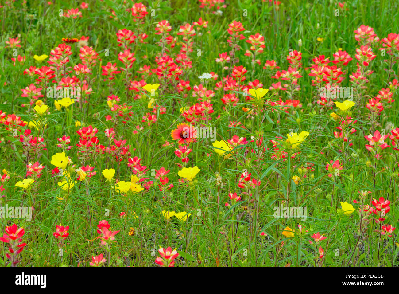 Texas paintbrush (Castilleja indivisa), Marble Falls, Texas, USA Stock ...