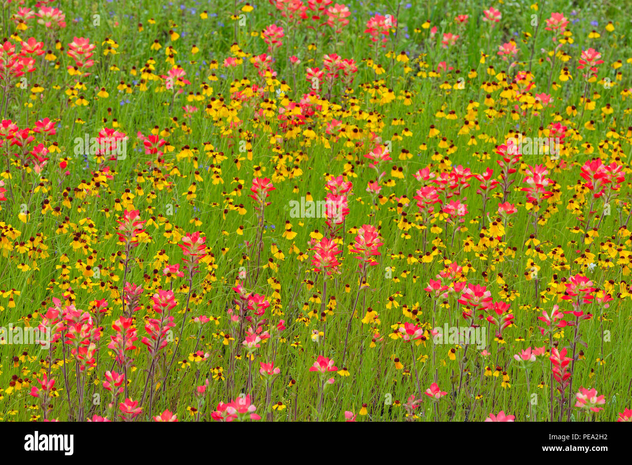 Texas paintbrush (Castilleja indivisa), Llano County, Texas, USA Stock ...
